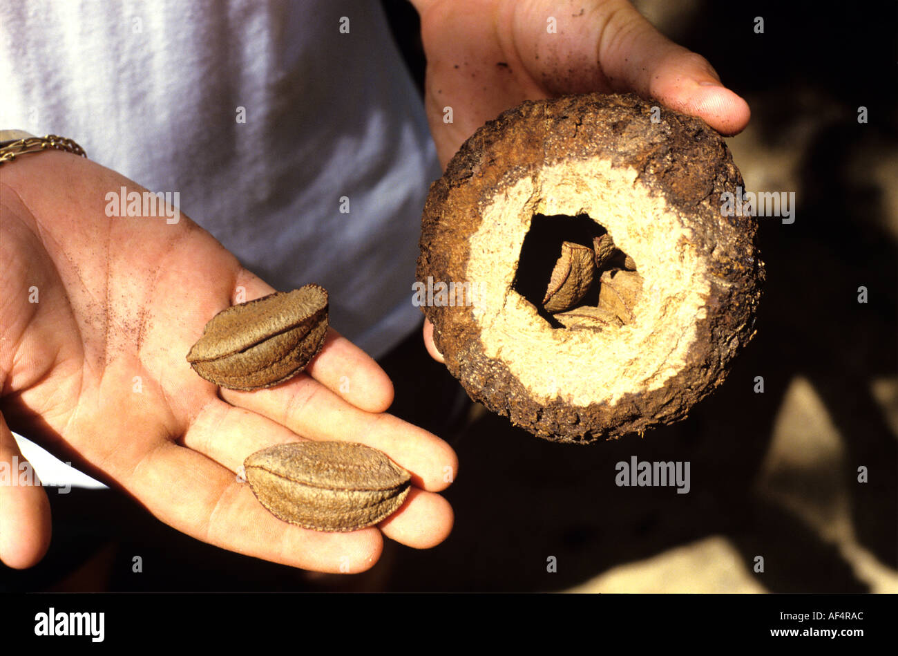 Hands holding two brazil nuts and other hand with the hard outer pod ...