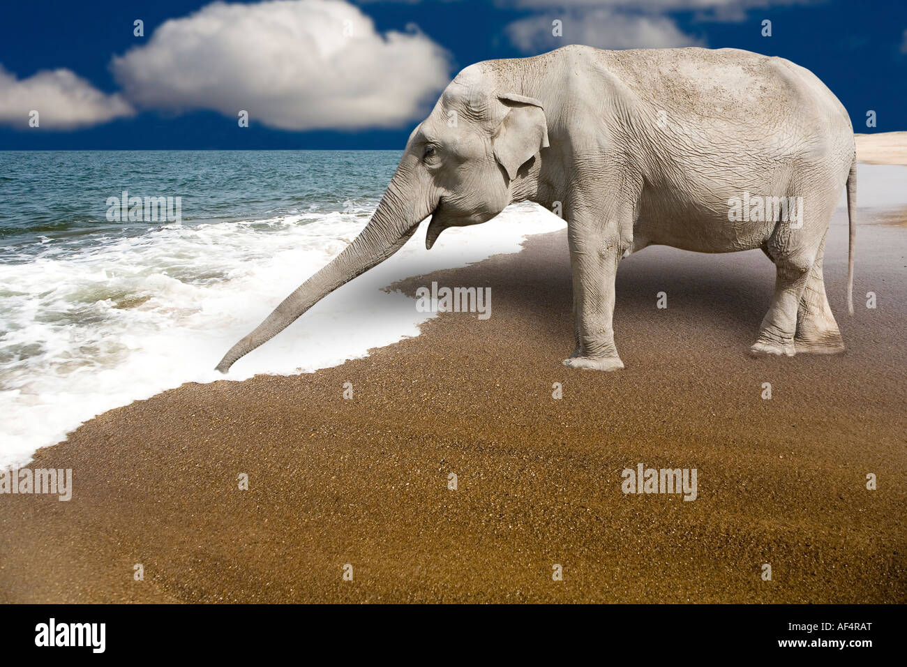 Elephant on the beach Stock Photo - Alamy