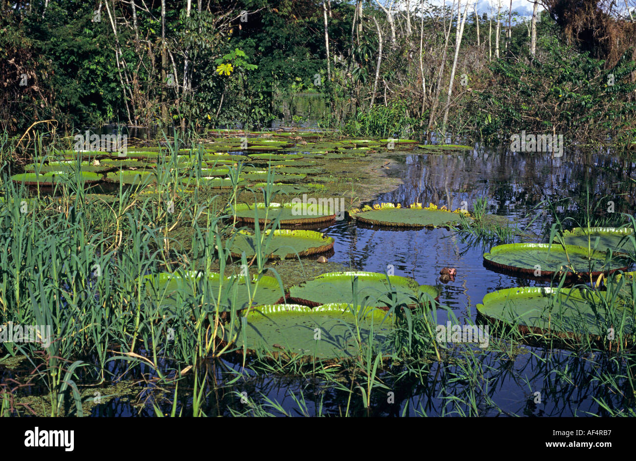 Giant green water lilies float on the surface of a wetland area in the ...
