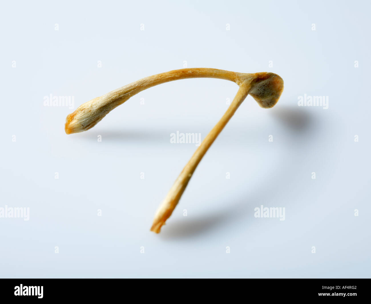 Inside bird bone hi-res stock photography and images - Alamy