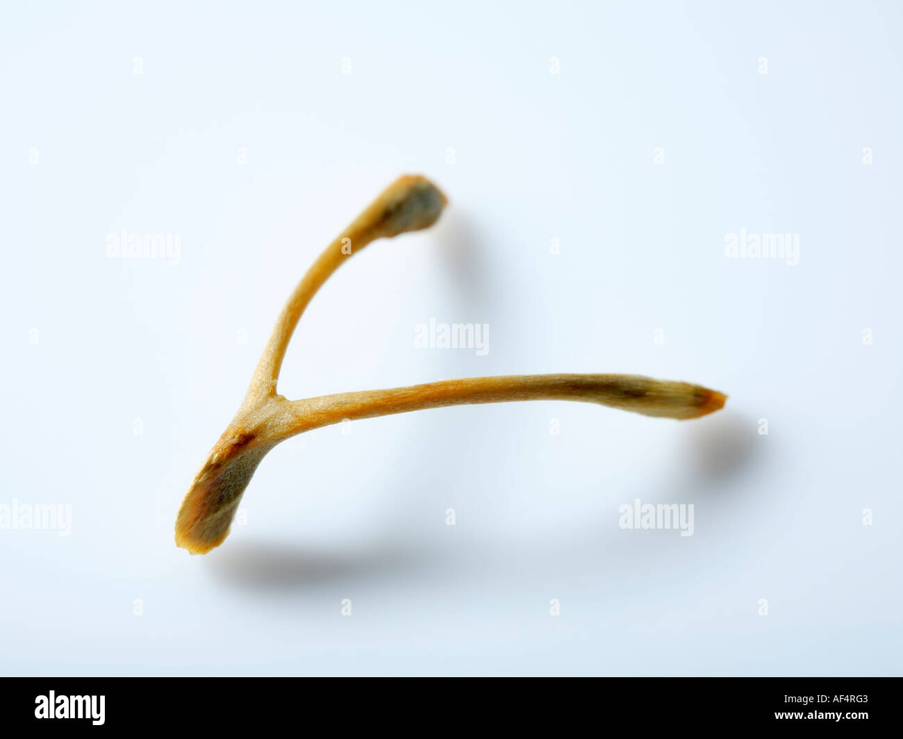 Inside bird bone hi-res stock photography and images - Alamy