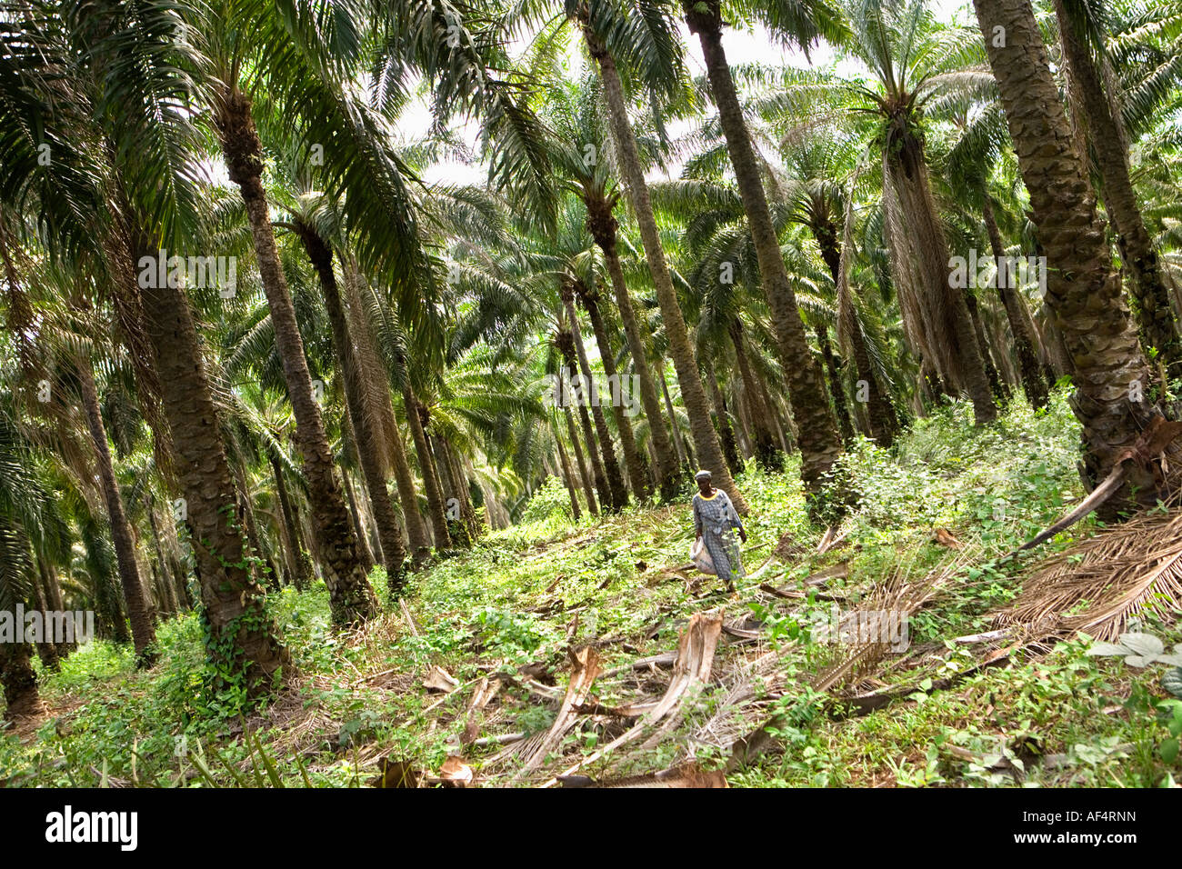 Nigeria jungle hi-res stock photography and images - Alamy