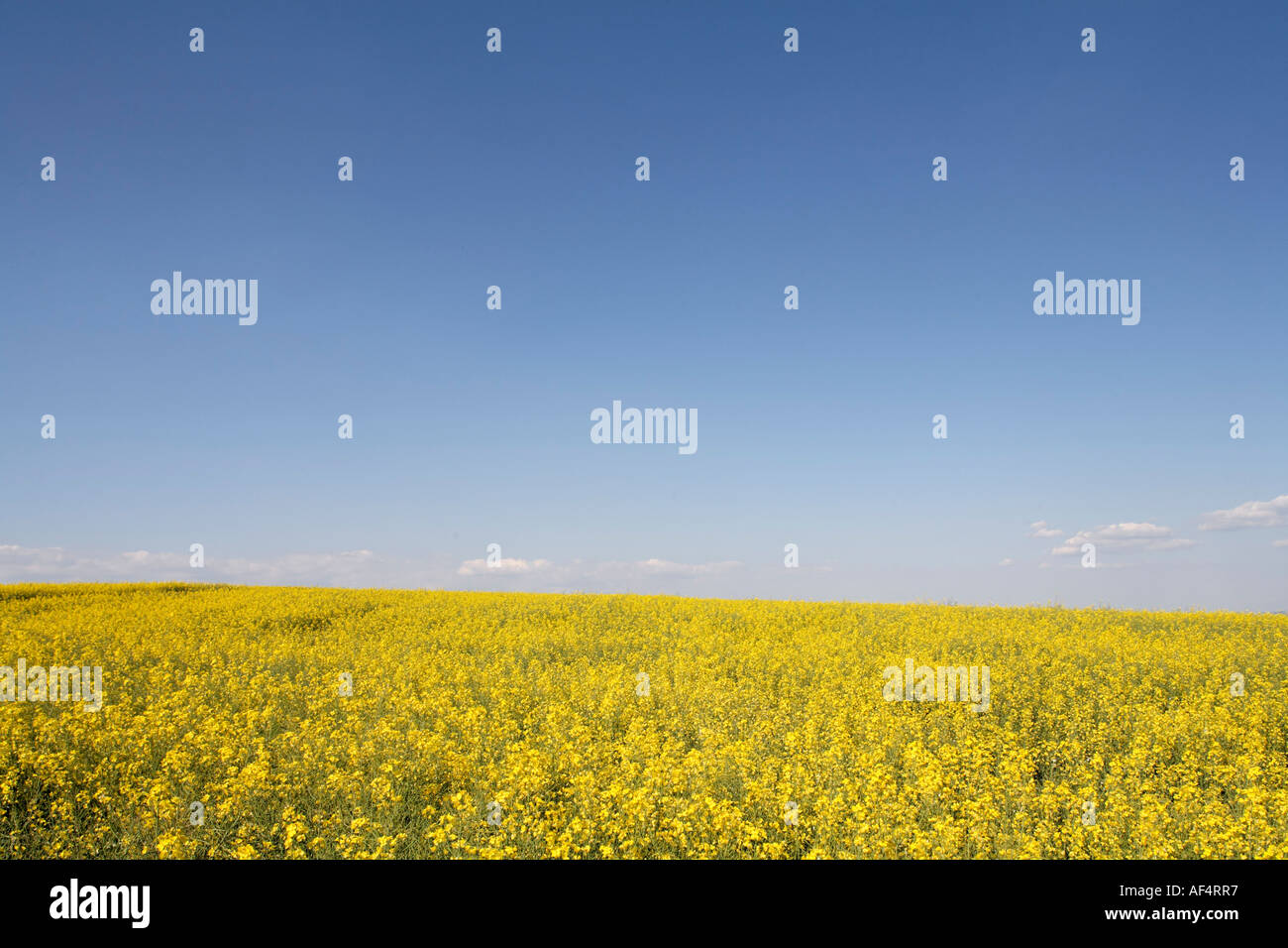 rape field Germany Stock Photo - Alamy