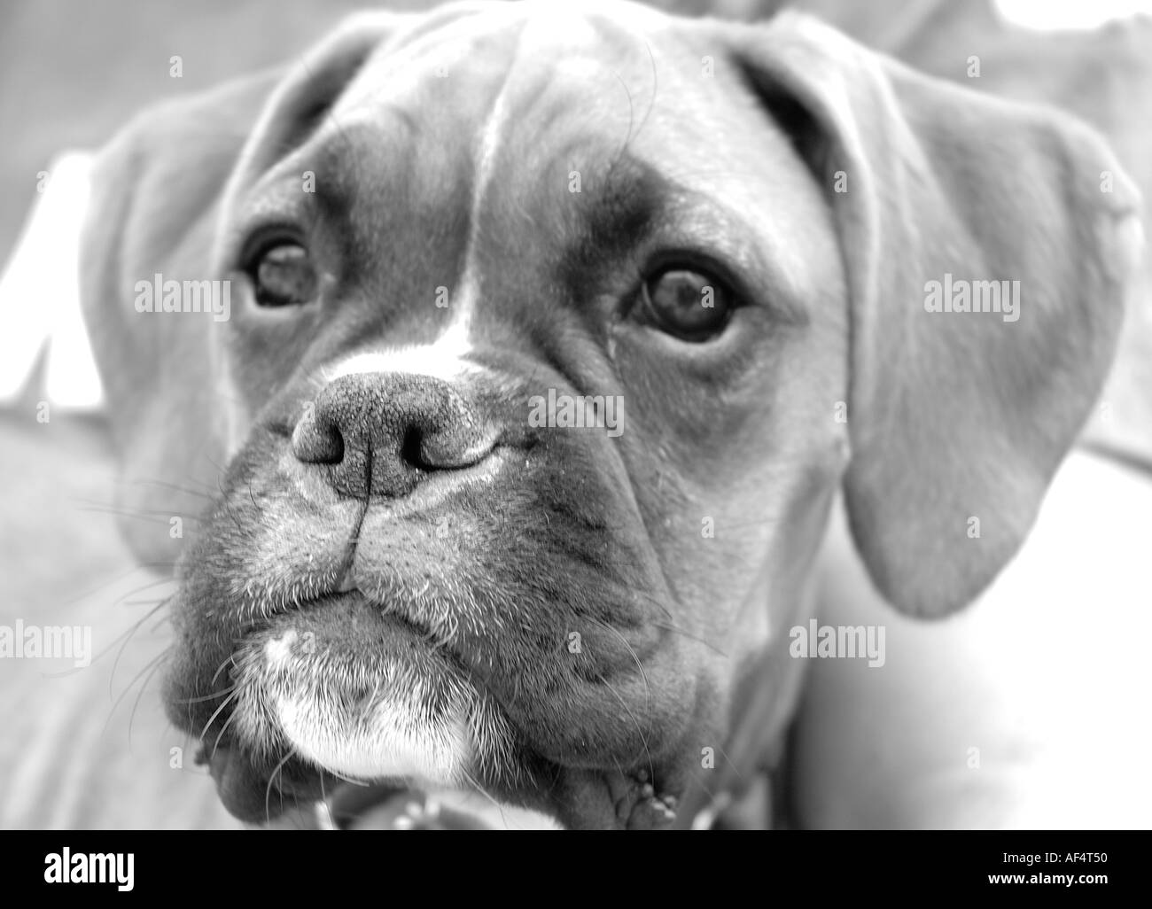 Glum face hi-res stock photography and images - Alamy