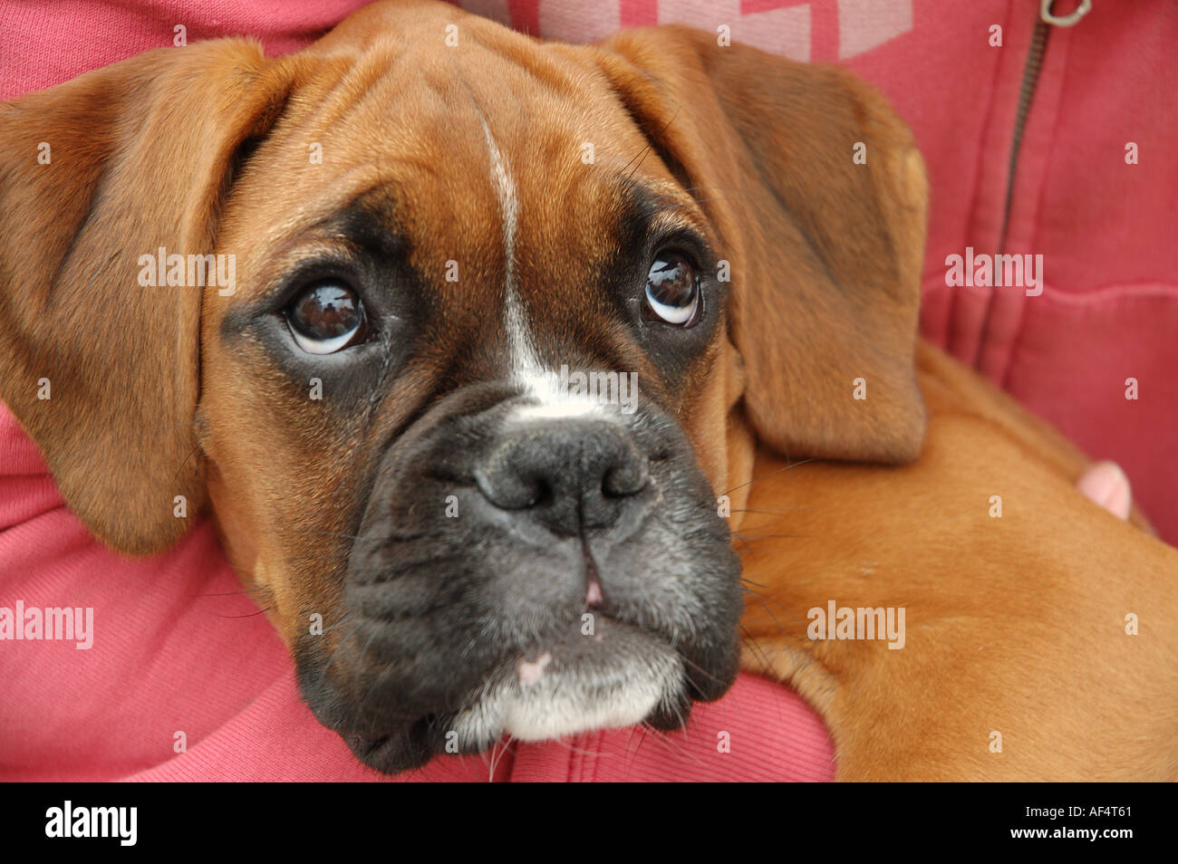 Boxer dog face Stock Photo - Alamy