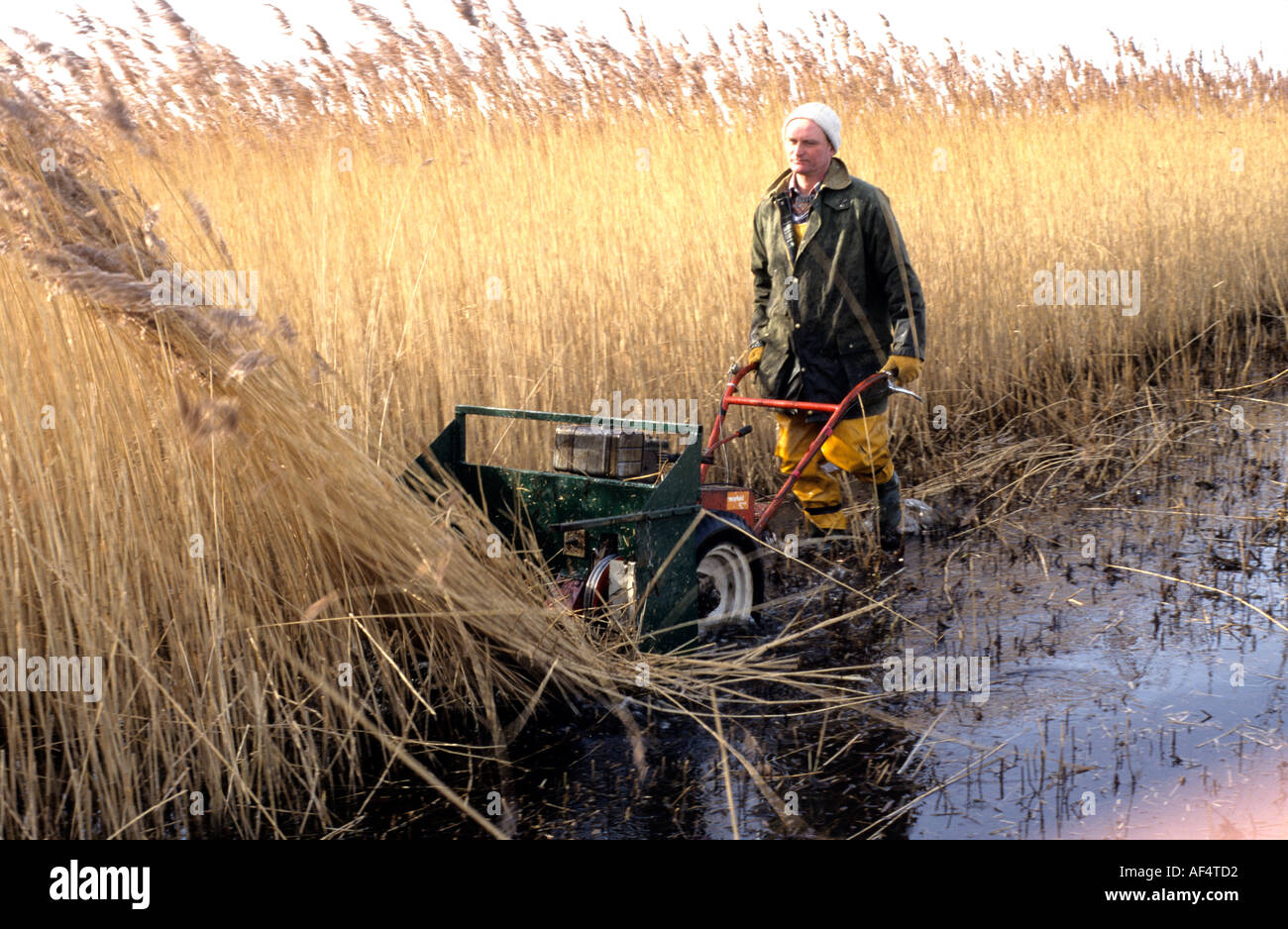 Reed bed cutting hi-res stock photography and images - Alamy
