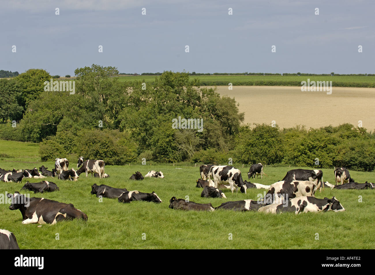 Holstein Friesian cattle dairy cattle on a summer meadow Norfolk UK ...