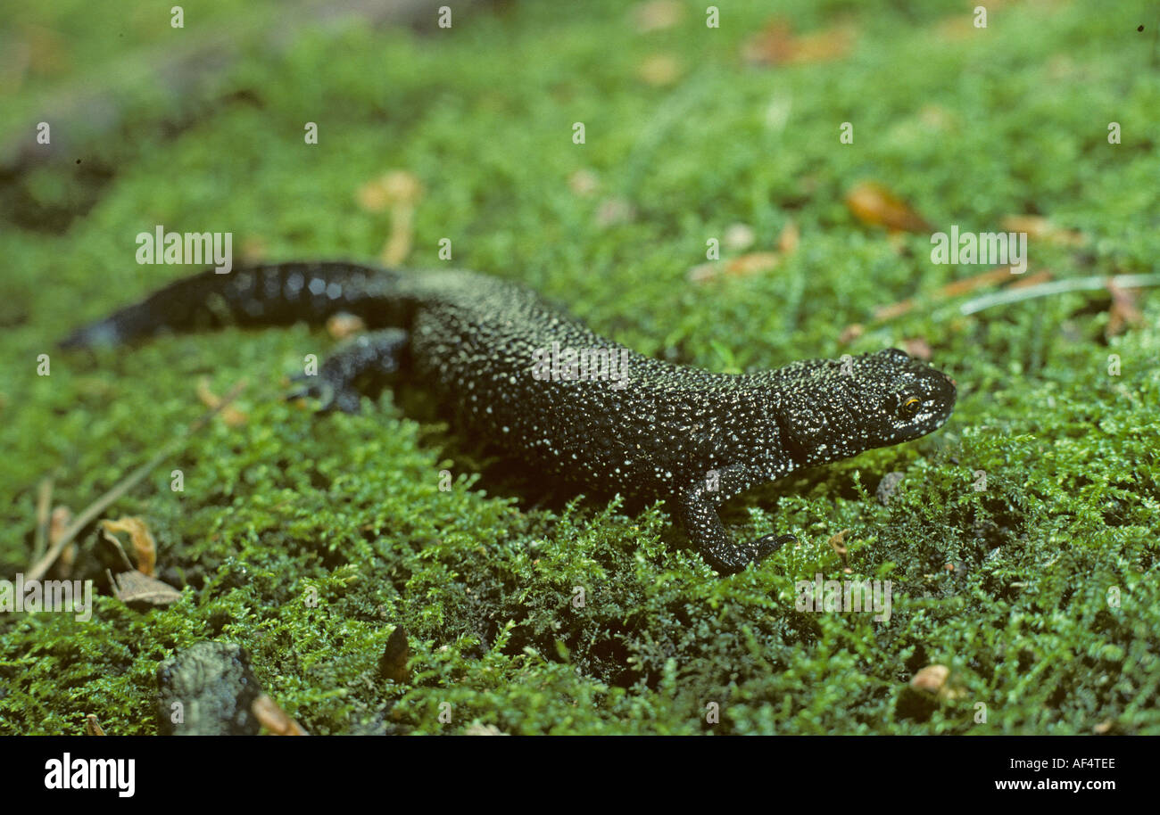 Great Crested newt male terrestrial in winter Stock Photo - Alamy
