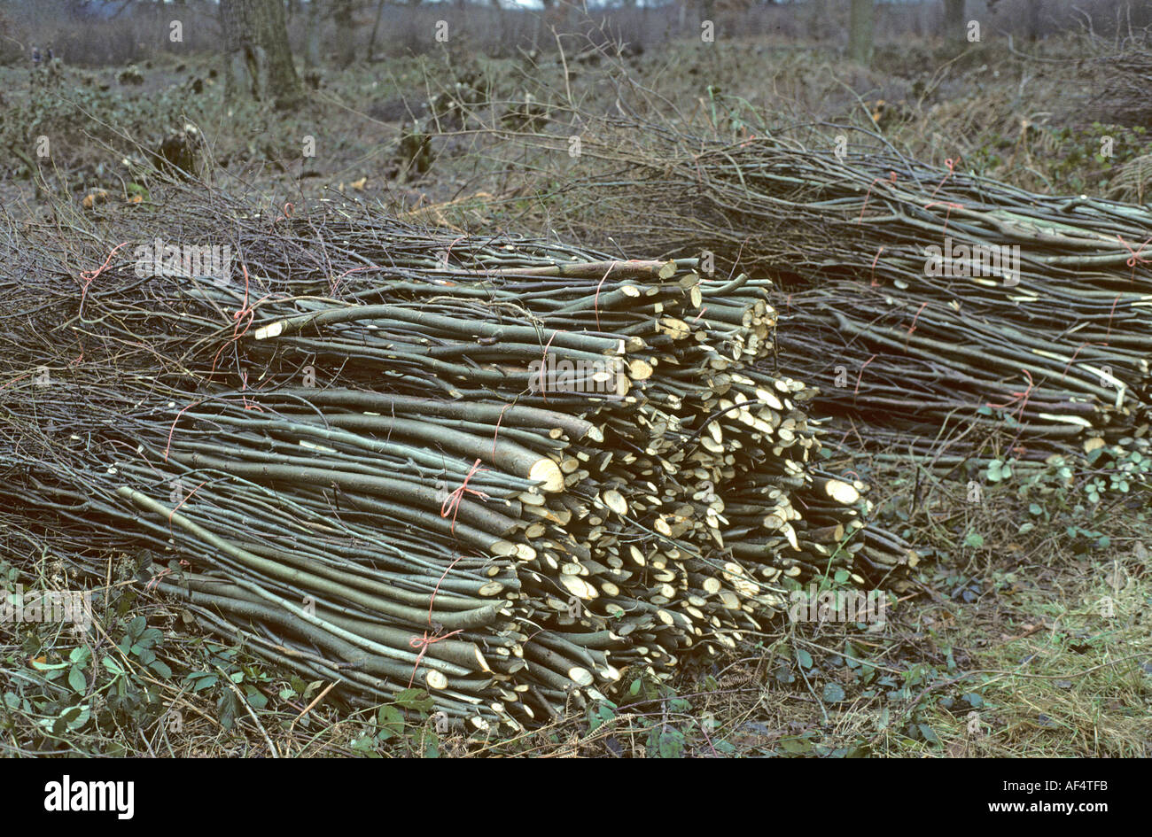 Coppicing woodland hi-res stock photography and images - Alamy