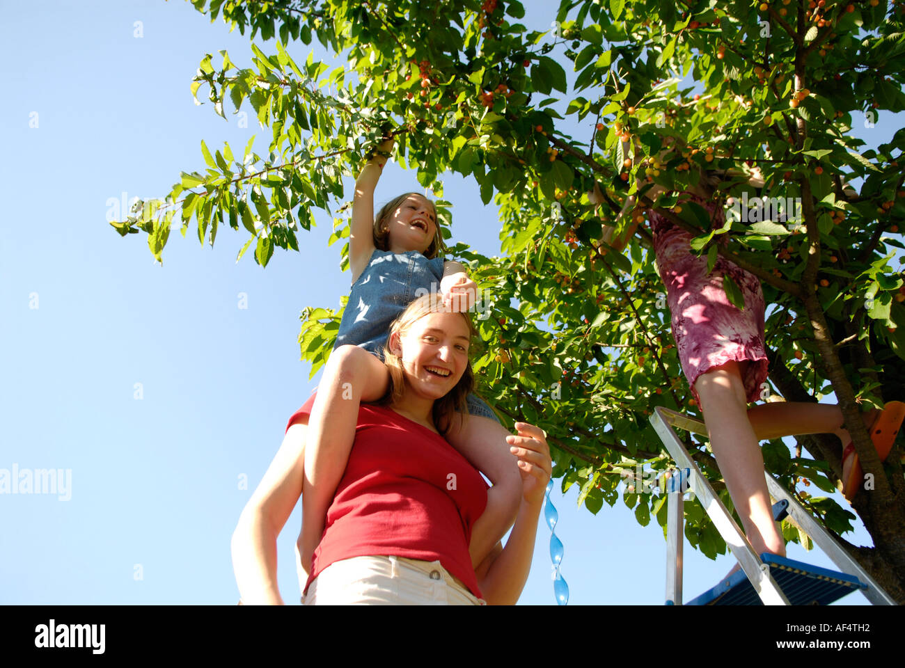 MR children pick cherries from cherry tree Stock Photo - Alamy