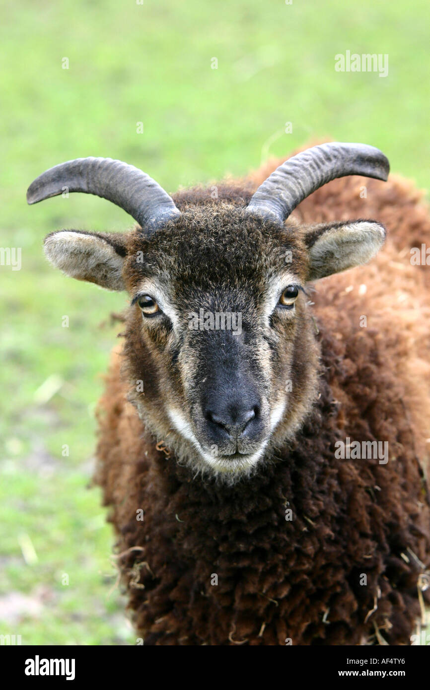 Zoo sheep hi-res stock photography and images - Alamy