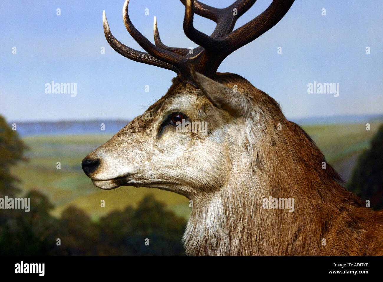 deer hart stag stuffed padded dama dama Stock Photo - Alamy
