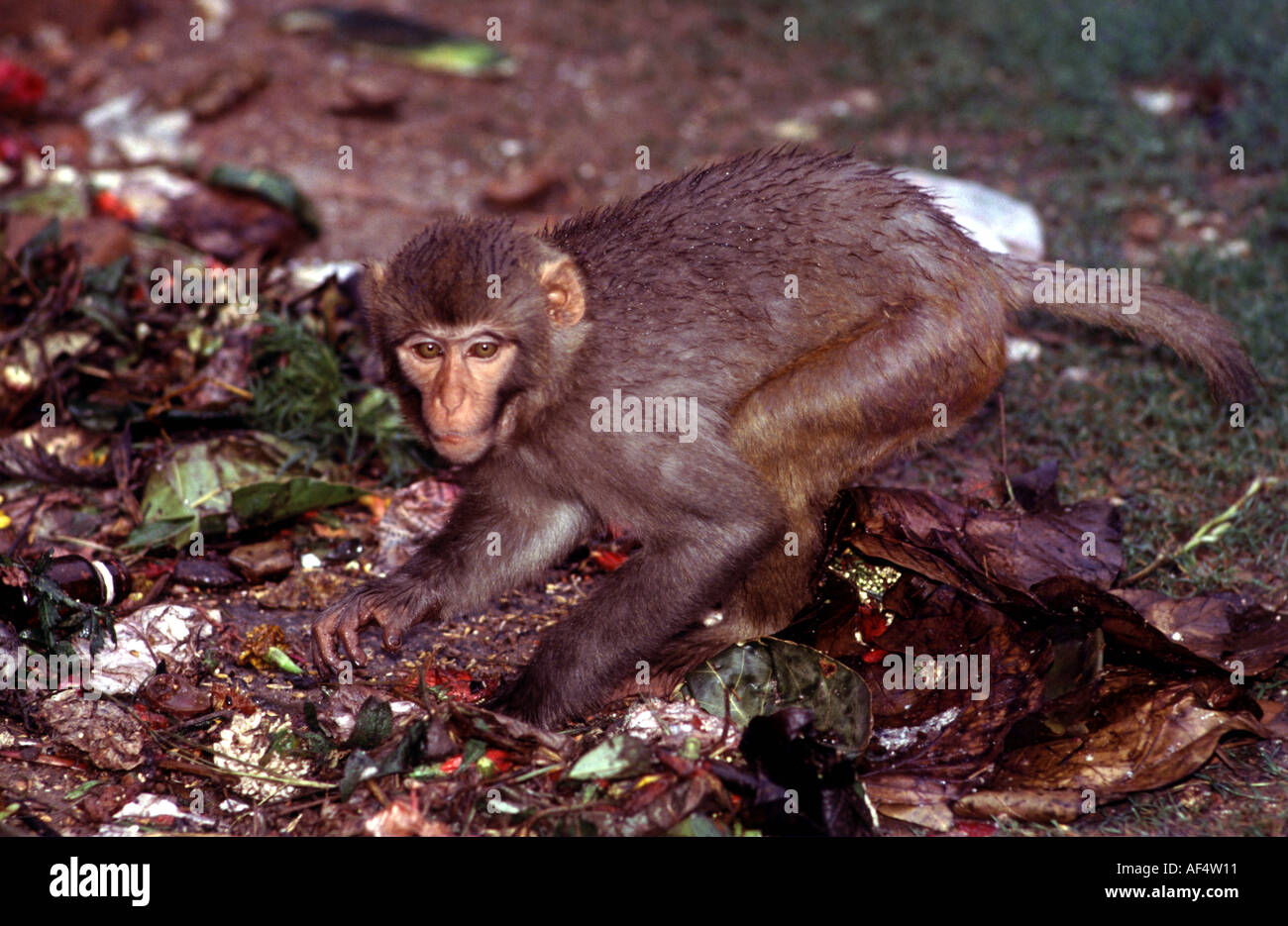 Wild monkeys scavenge through litter for food Kathmandu Nepal Stock ...