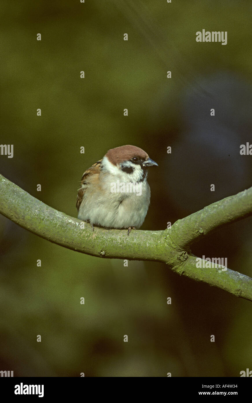 Adult tree sparrow perched hi-res stock photography and images - Alamy