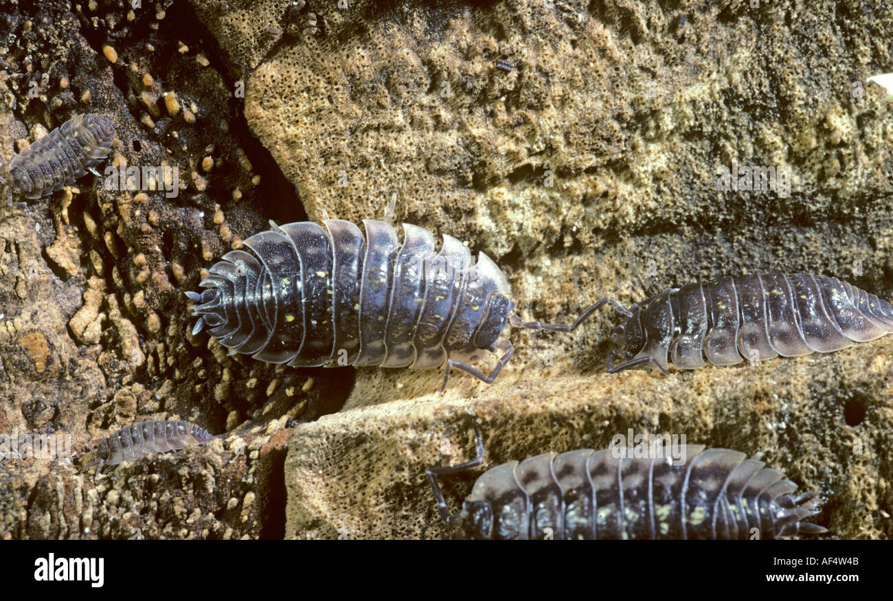The common woodlouse Oniscus asellus on rotting wood Stock Photo - Alamy