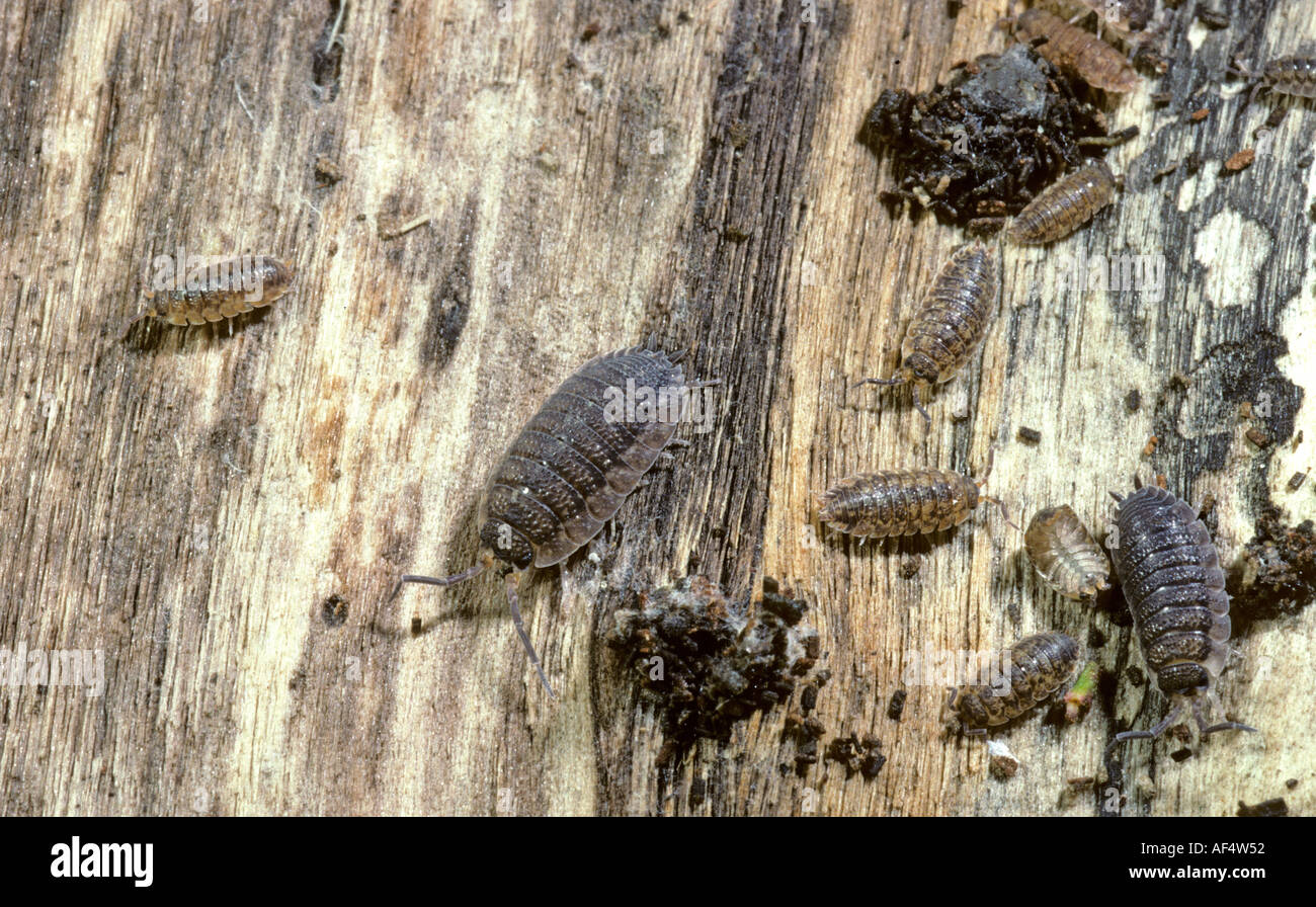 Woodlice Wood High Resolution Stock Photography and Images - Alamy