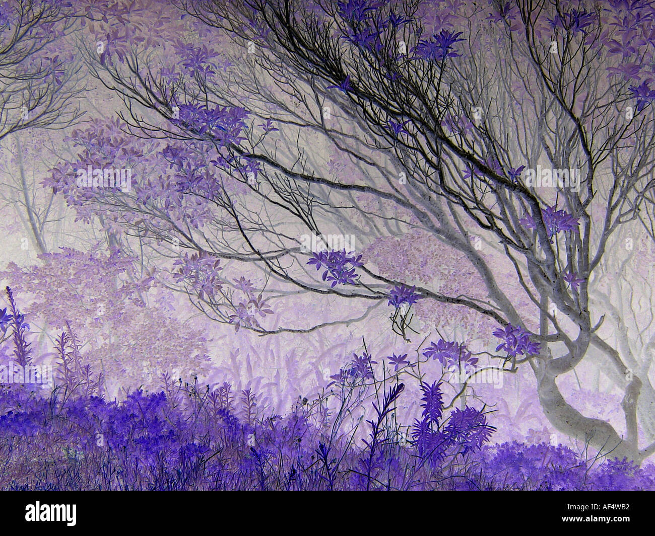 Ghostly Trees, Middle Harbour, Sydney, Australia Stock Photo - Alamy