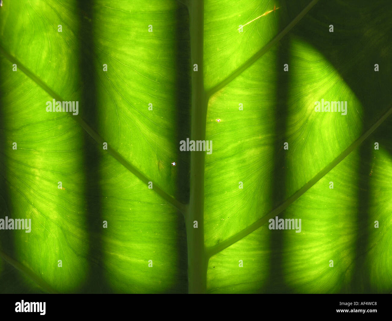 Light reflective through Leaf, Botanical Gardens, Sydney, Australia ...
