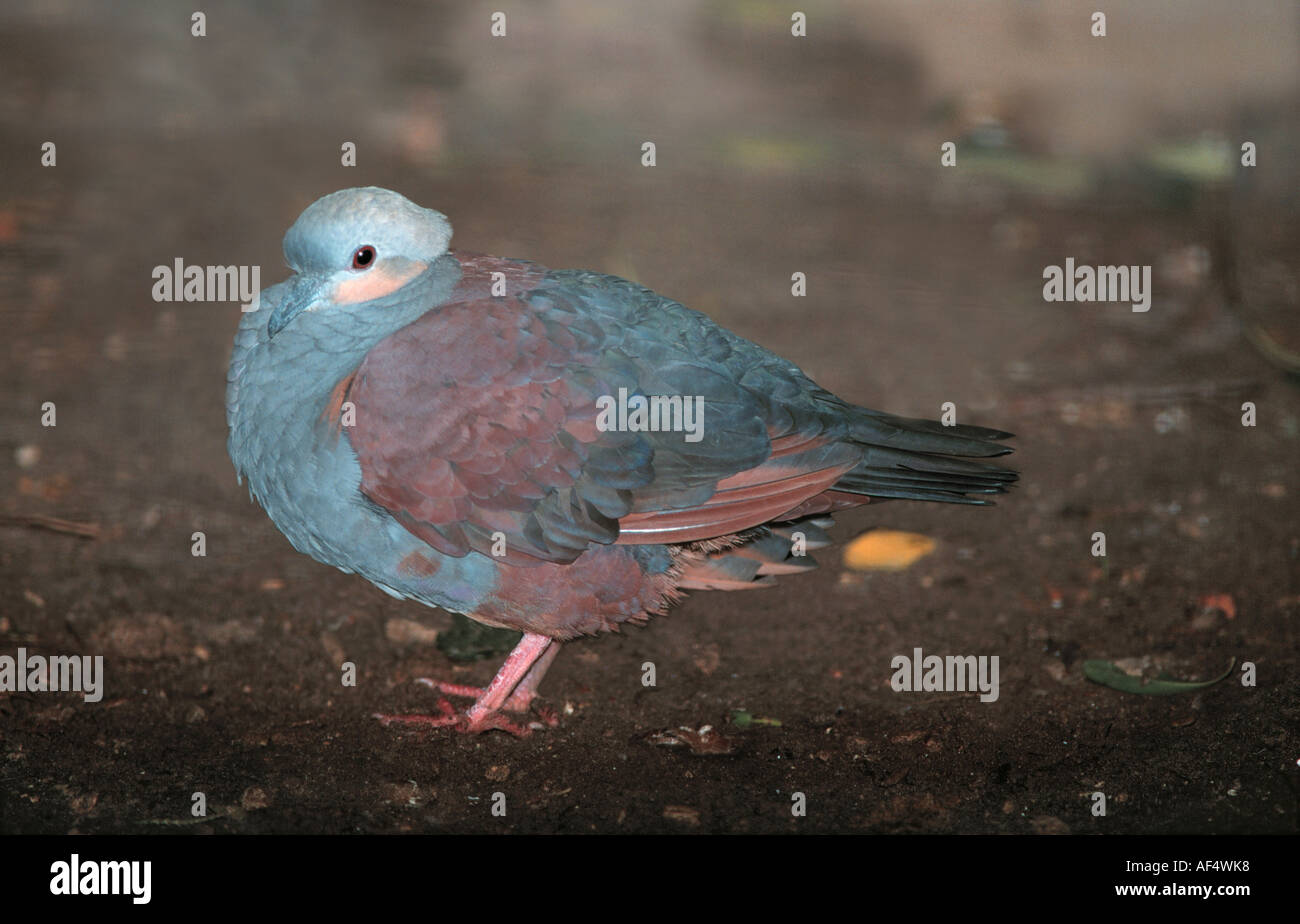 Crested Quail Dove Geotrygon versicolor CAPTIVE Native to Jamaica ...