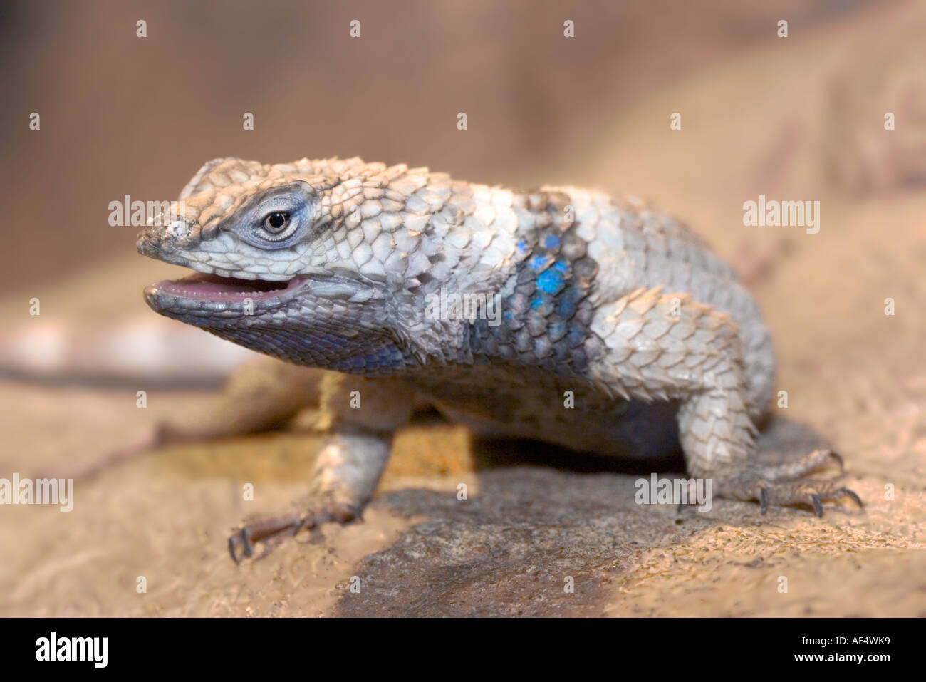 Crevice Spiny Lizard Stock Photo - Alamy