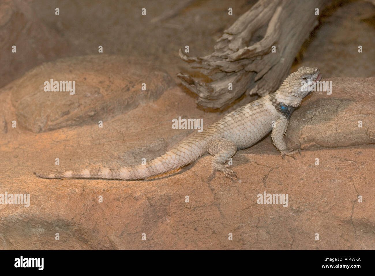 Spiny crevice lizard hi-res stock photography and images - Alamy