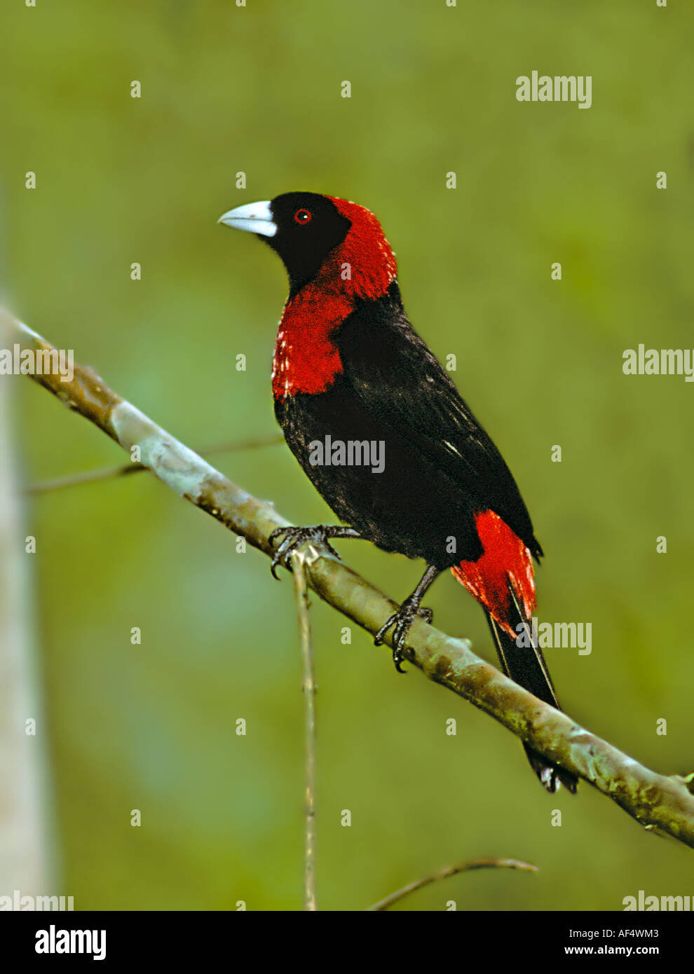 Collared tanager hi-res stock photography and images - Alamy
