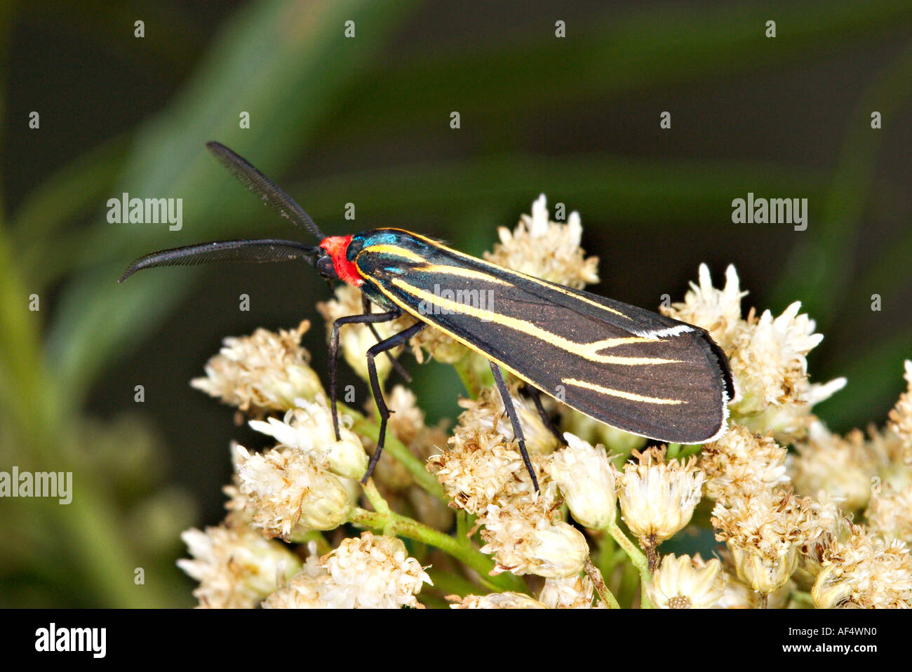 Ctenucha venosa moth Stock Photo - Alamy