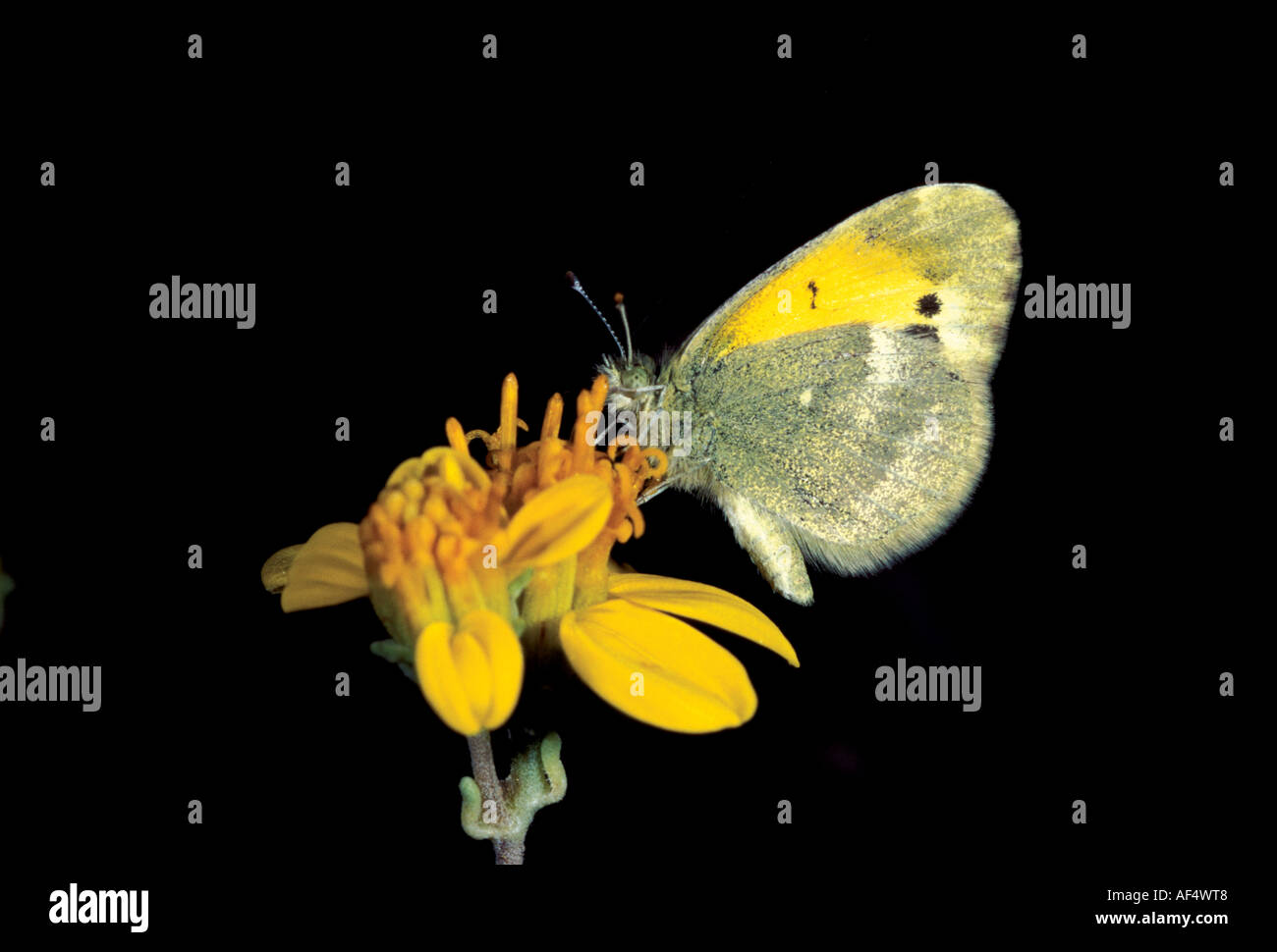 Dainty sulphur butterfly hi-res stock photography and images - Alamy