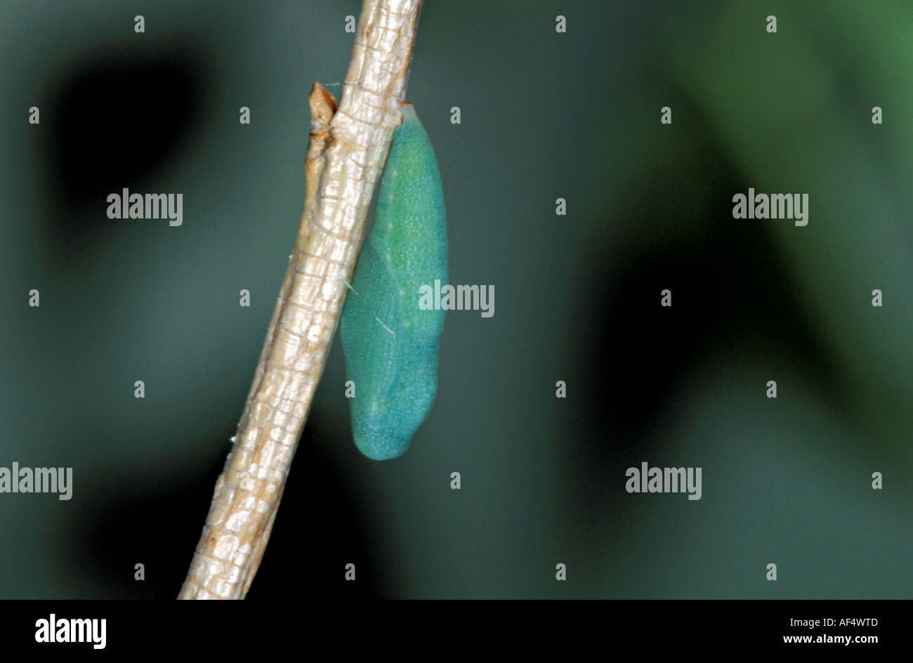 Dainty sulphur butterfly hi-res stock photography and images - Alamy