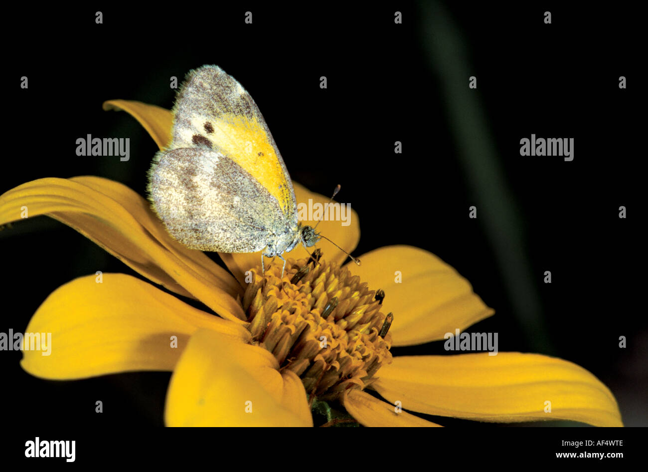 Dainty sulphur butterfly hi-res stock photography and images - Alamy