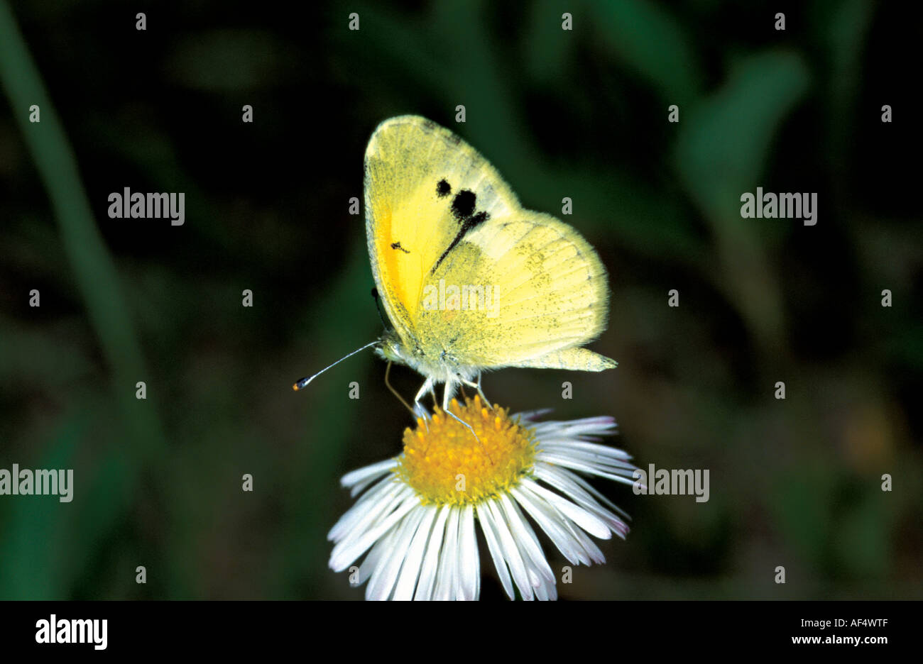 Dainty sulphur butterfly hi-res stock photography and images - Alamy