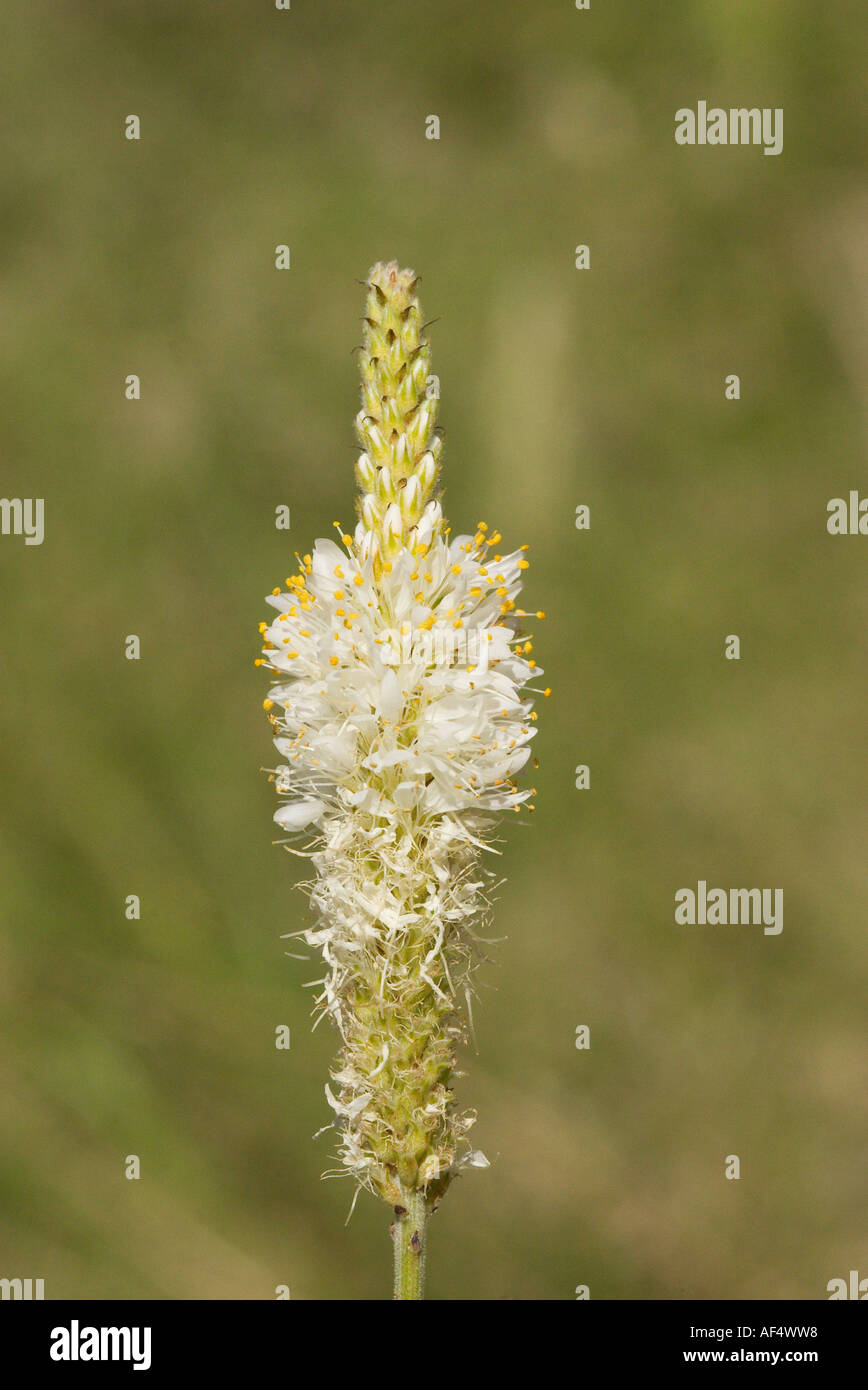 Dalea hi-res stock photography and images - Alamy