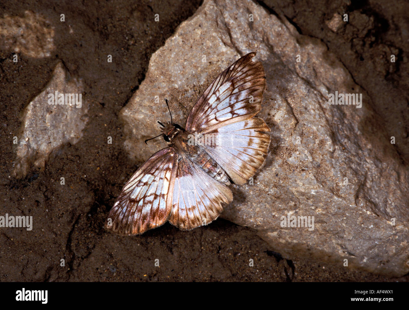 Mylon hi-res stock photography and images - Alamy