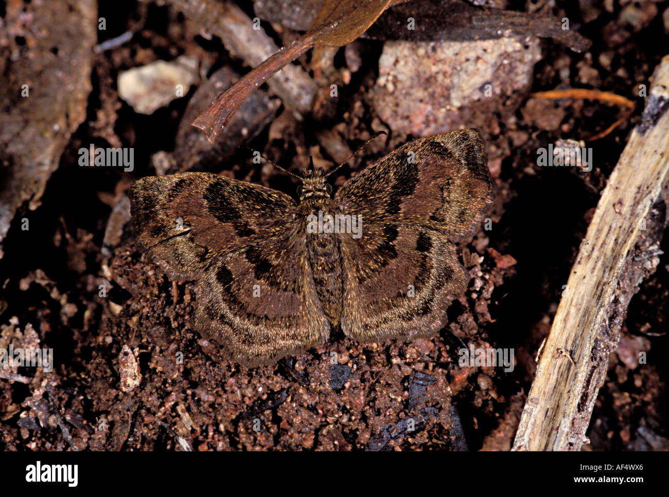 Spurwing hi-res stock photography and images - Alamy