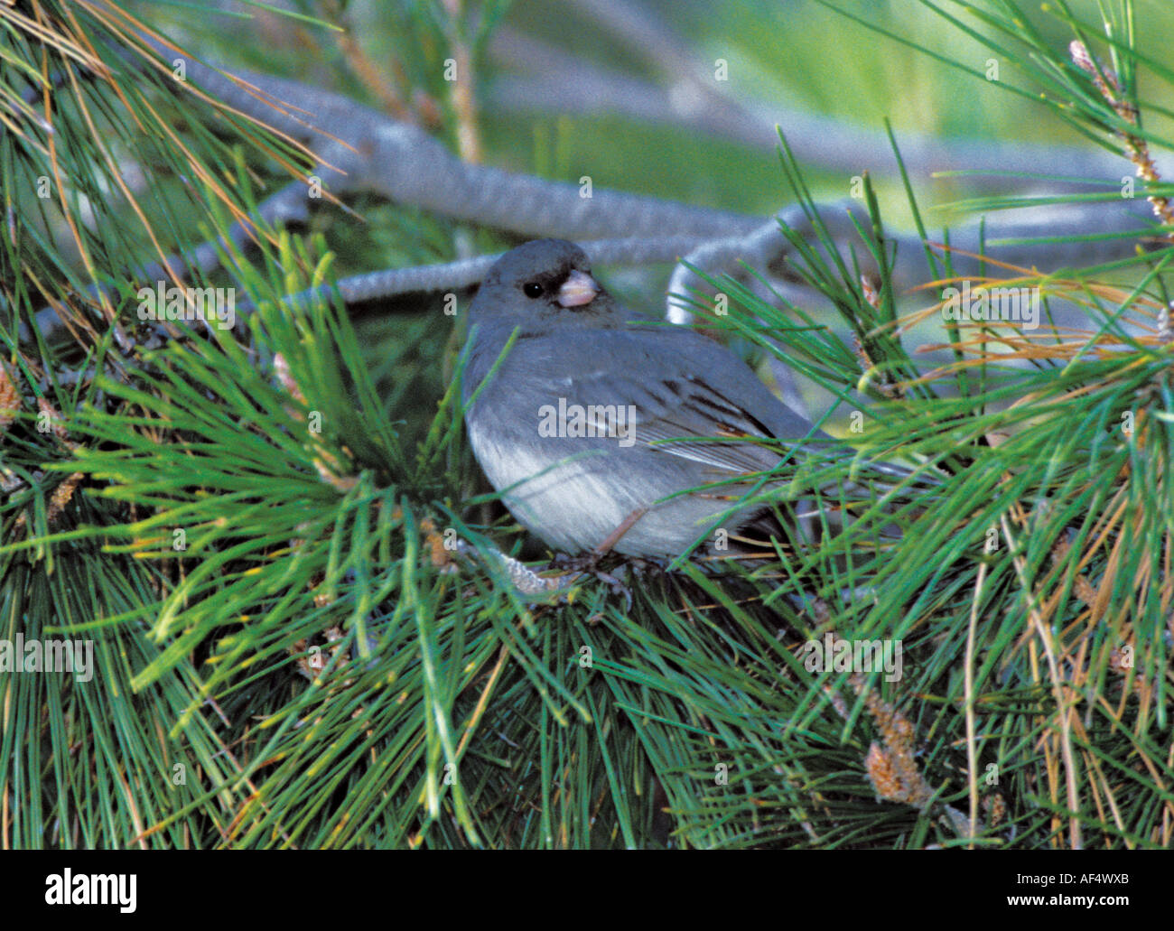 White winged junco hi-res stock photography and images - Alamy