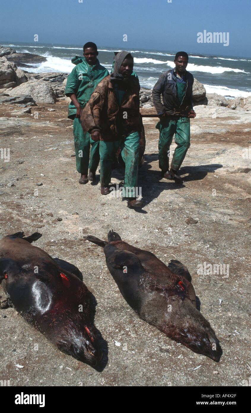 A cape fur seal colony and those shot from a recent cull on the Namib ...