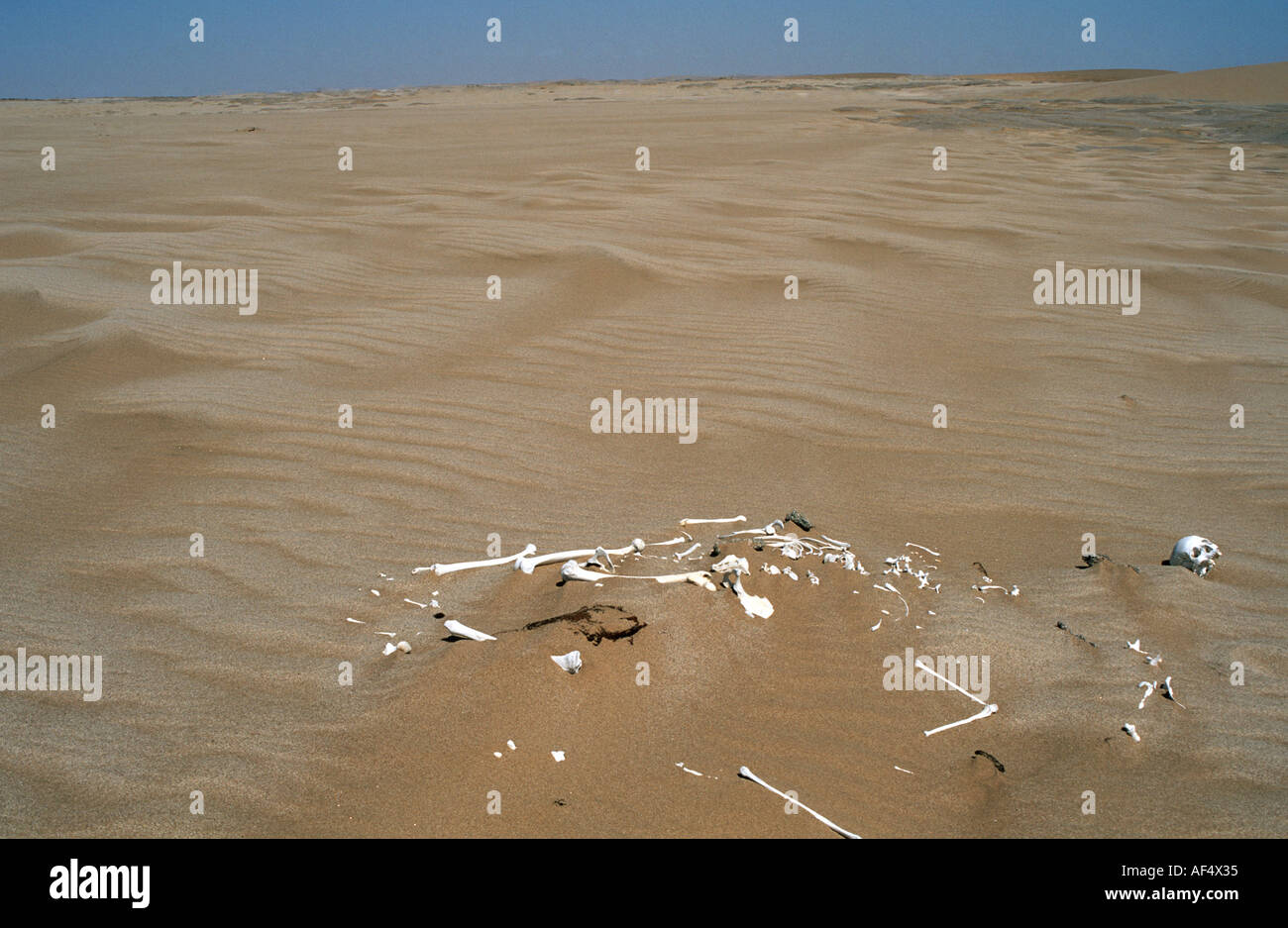 Skeleton unearthed as the dunes have shifted This corpse was left over ...