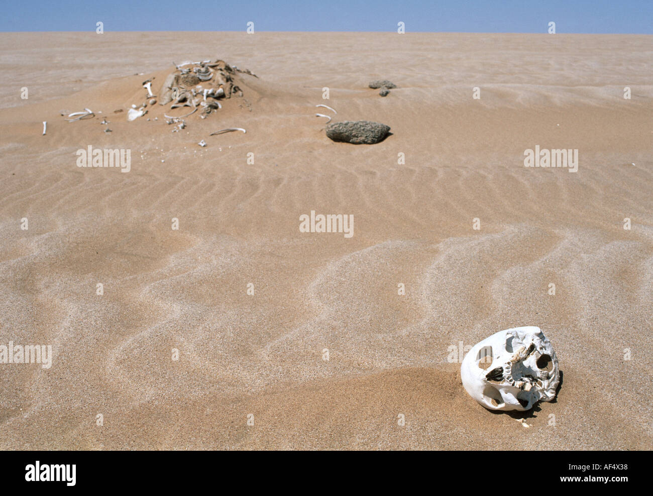 Skeleton unearthed as the dunes have shifted This corpse was left over ...