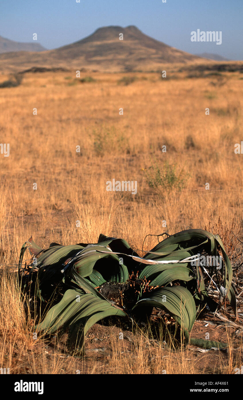 Welwitschia mirabilis damaraland namibia hi-res stock photography and ...