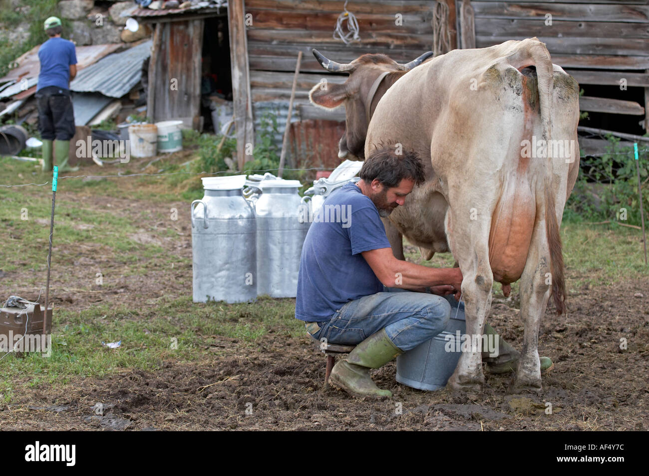 Shepherd milking a cow in Val di Scalve Alps mountains Italy Stock ...