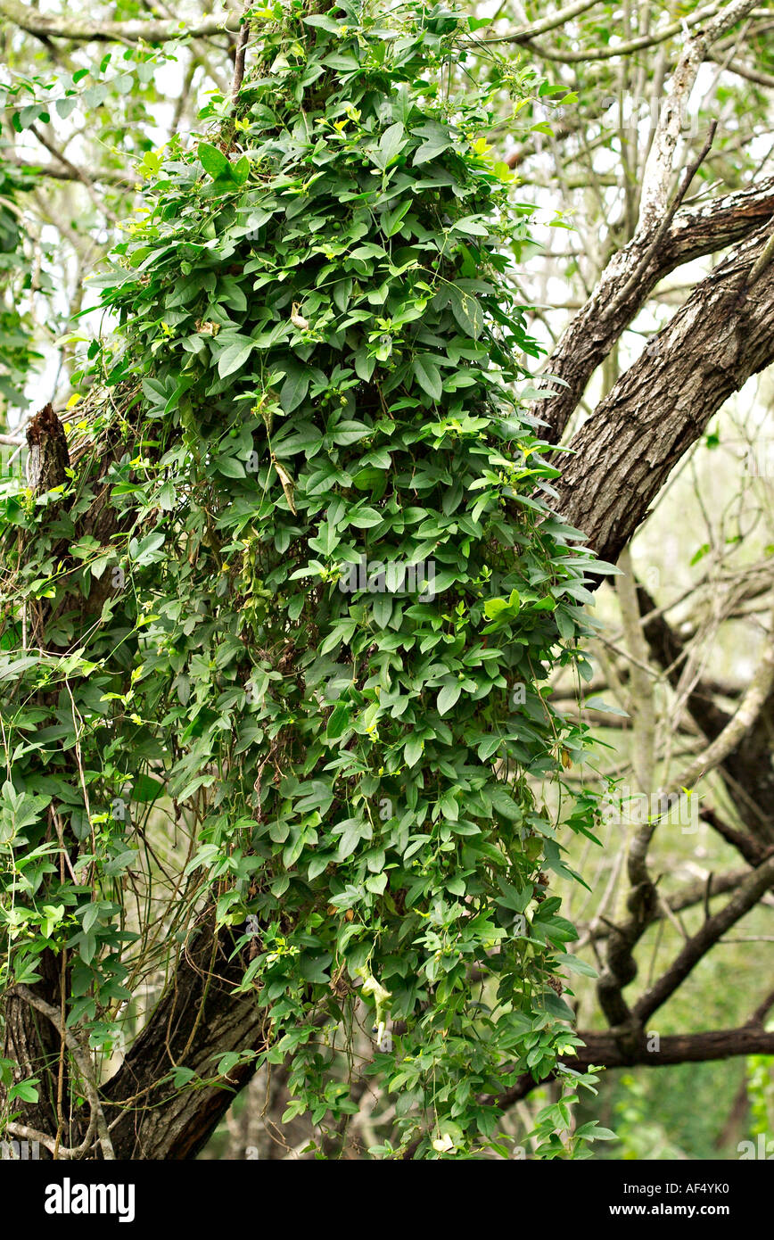 Cork stem Passion Vine Stock Photo - Alamy