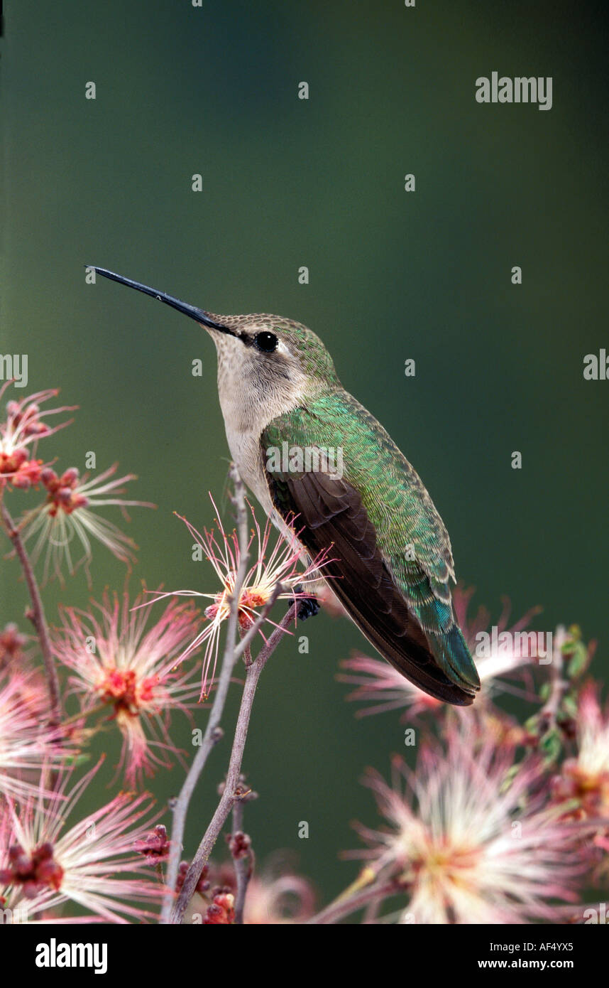 Costa s Hummingbird Stock Photo - Alamy