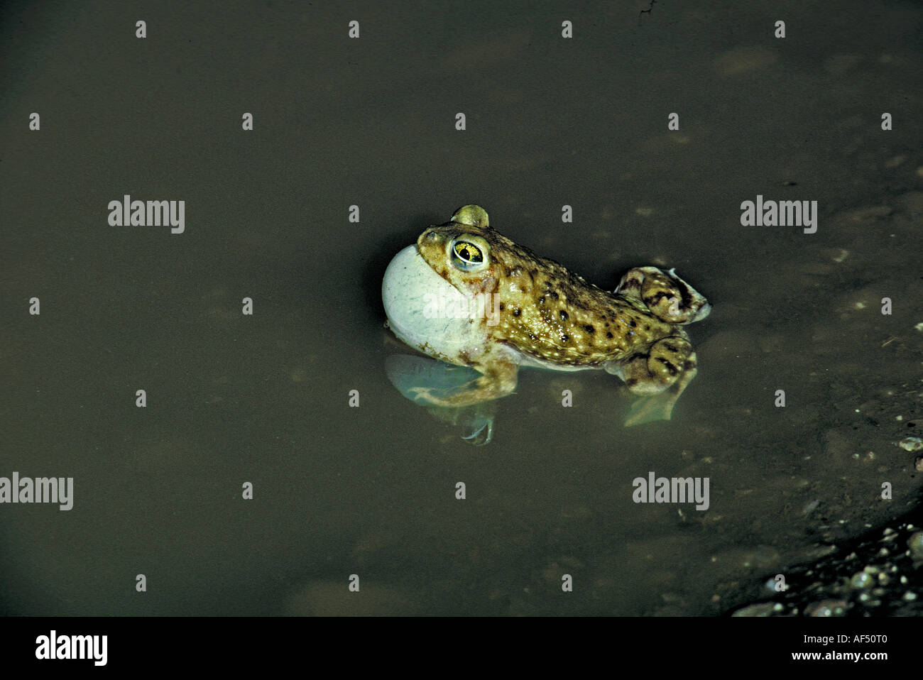 Couch s Spadefoot Toad Stock Photo - Alamy