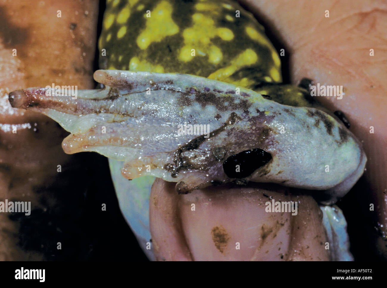 Spadefoot foot hi-res stock photography and images - Alamy