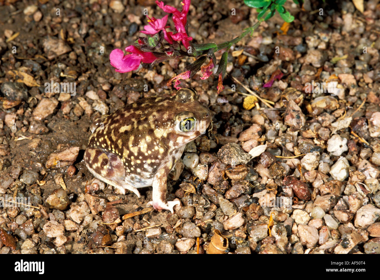 Desert spadefoot toad hi-res stock photography and images - Alamy