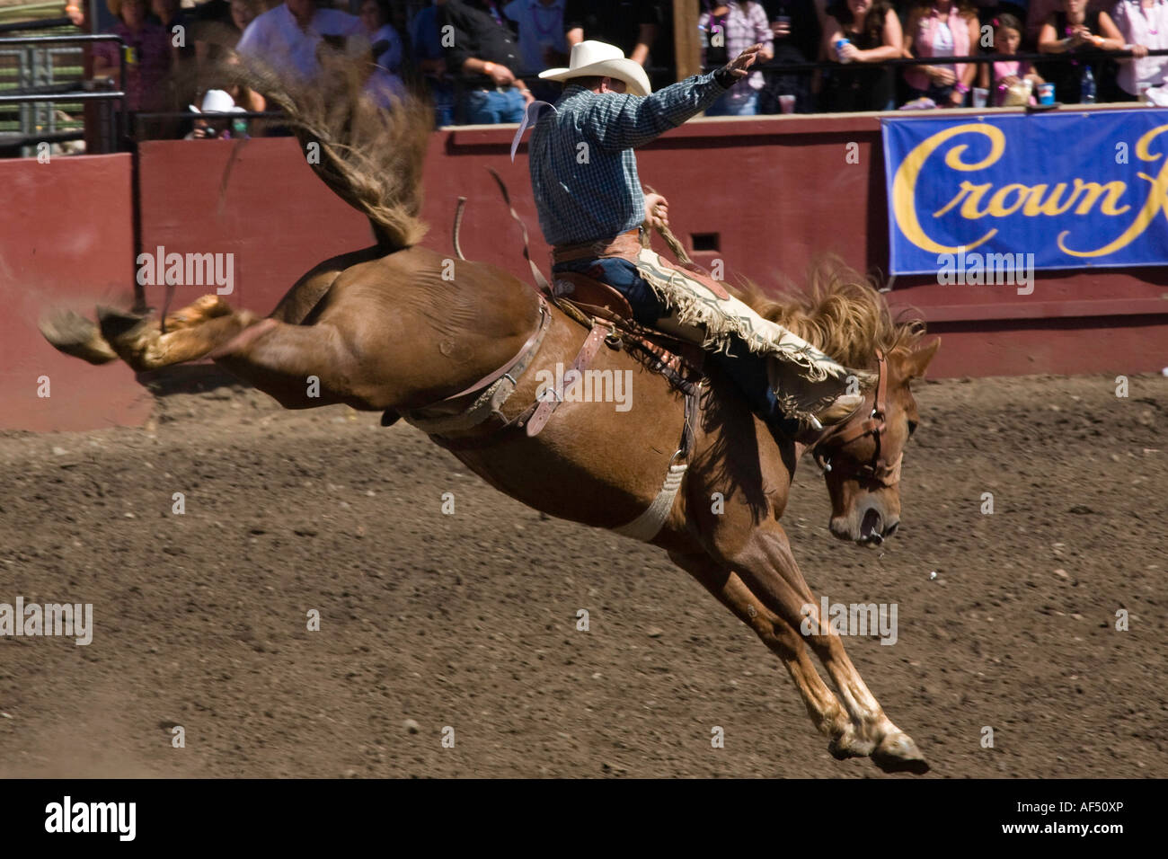 Rodeo Rider at the Ellensburg Rodeo Stock Photo - Alamy