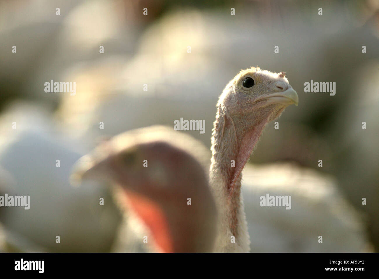 Turkeys eye hi-res stock photography and images - Alamy