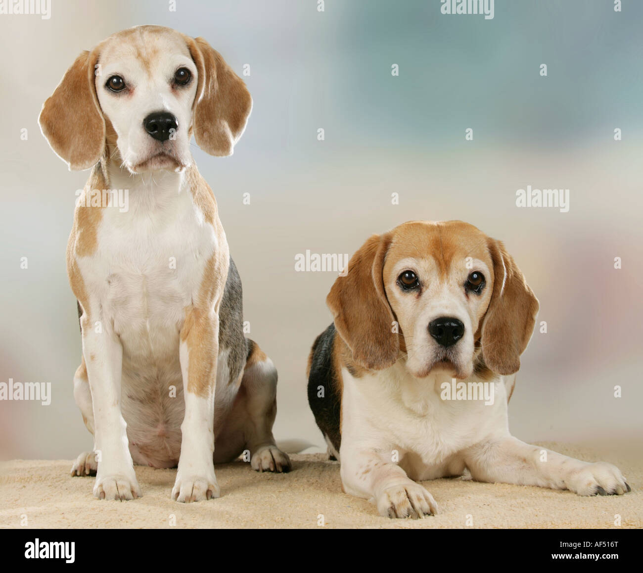Two beagles hi-res stock photography and images - Alamy