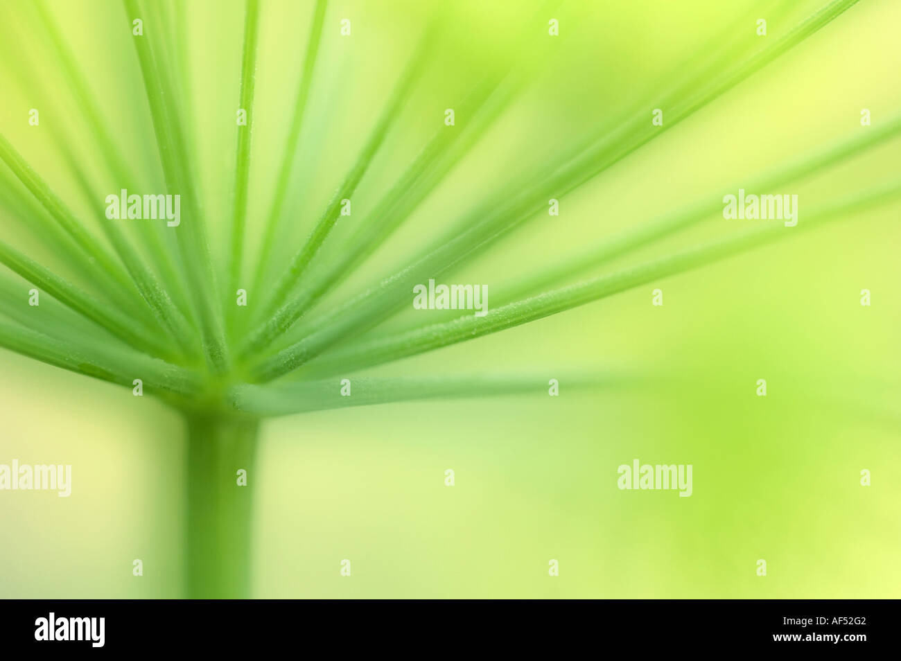 Close-up of a stem of a flower Stock Photo - Alamy