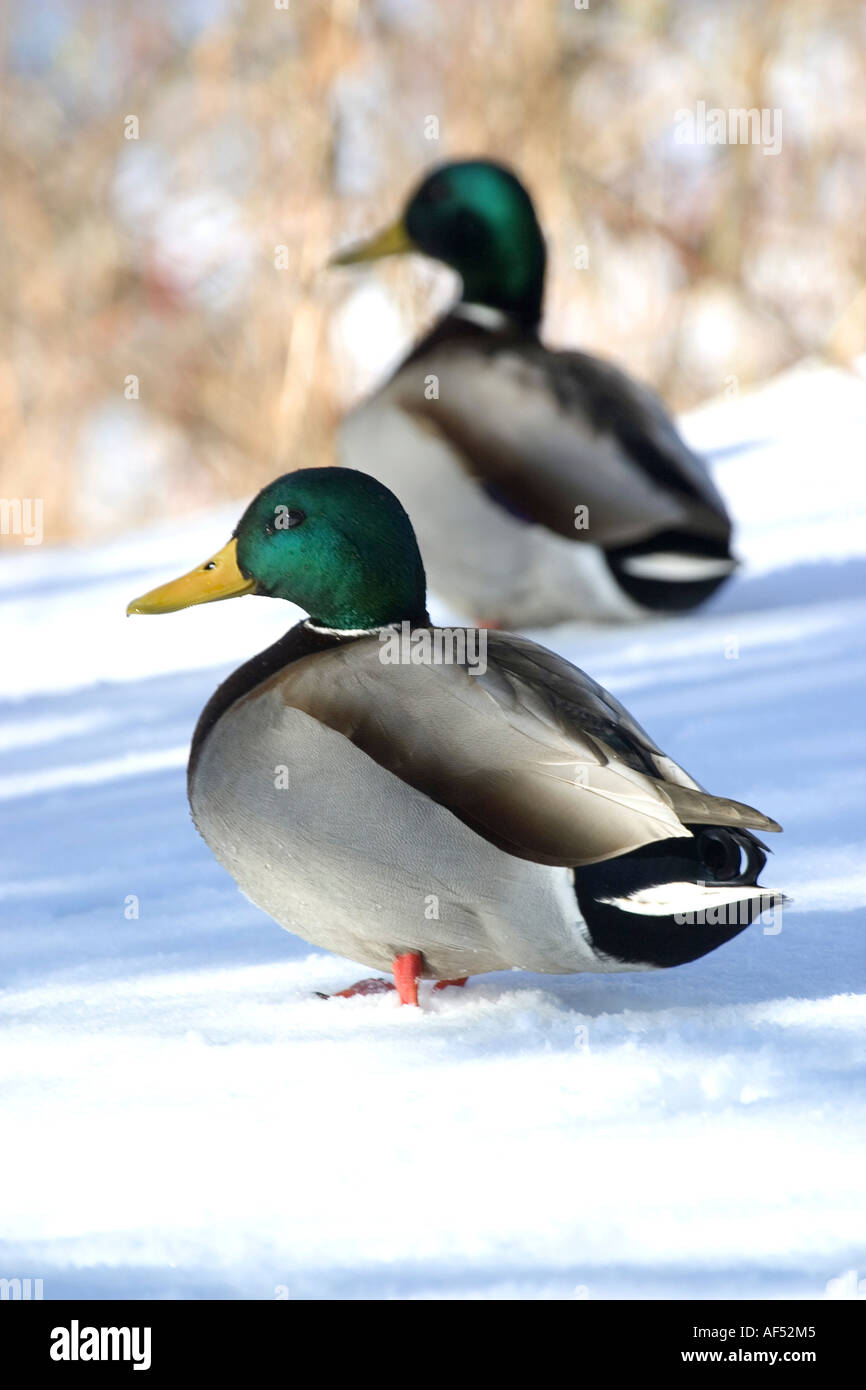Side profile of two Mallard ducks Stock Photo - Alamy